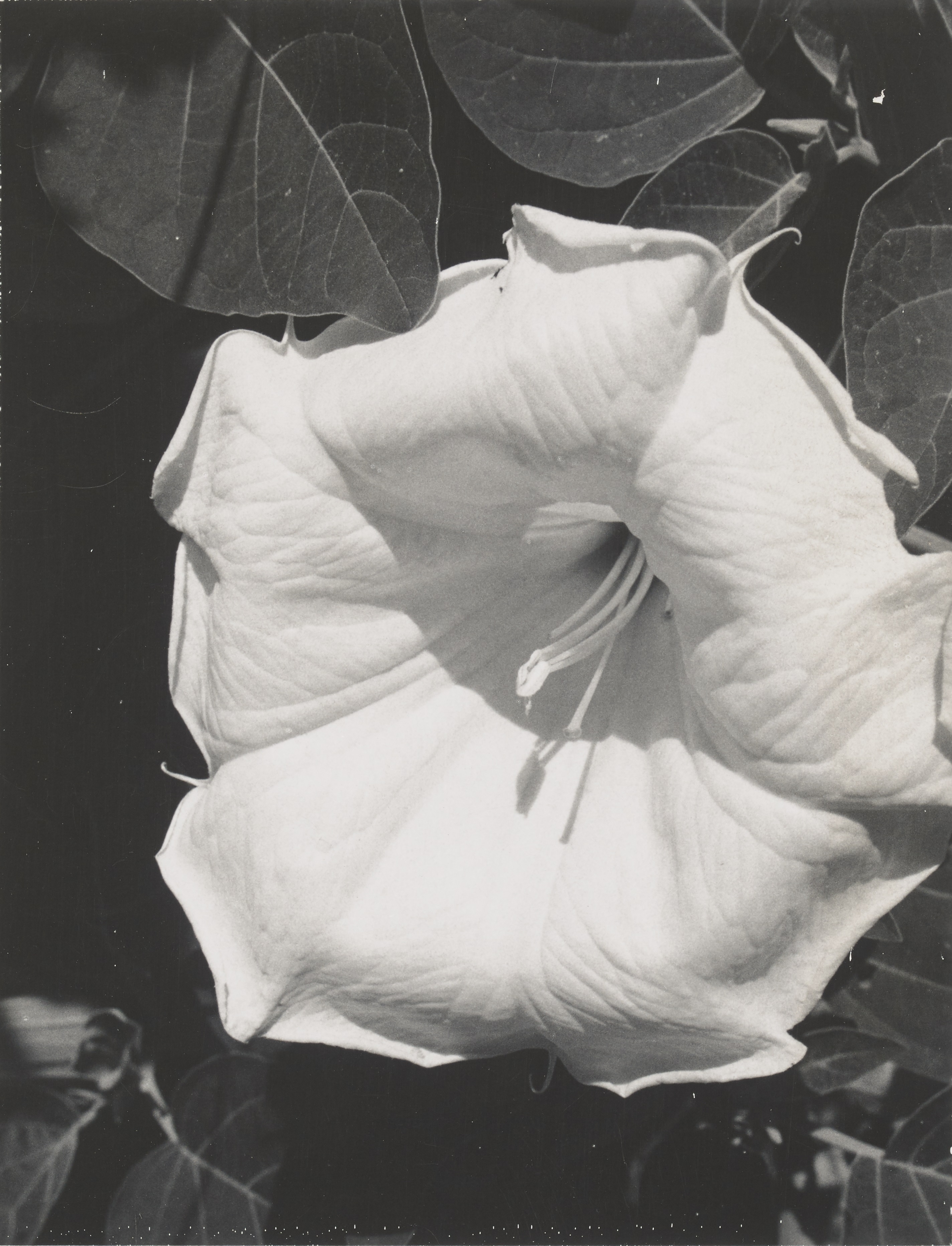 Denver Art Museum Brings Georgia O’Keeffe, Photographer | Denver Art Museum