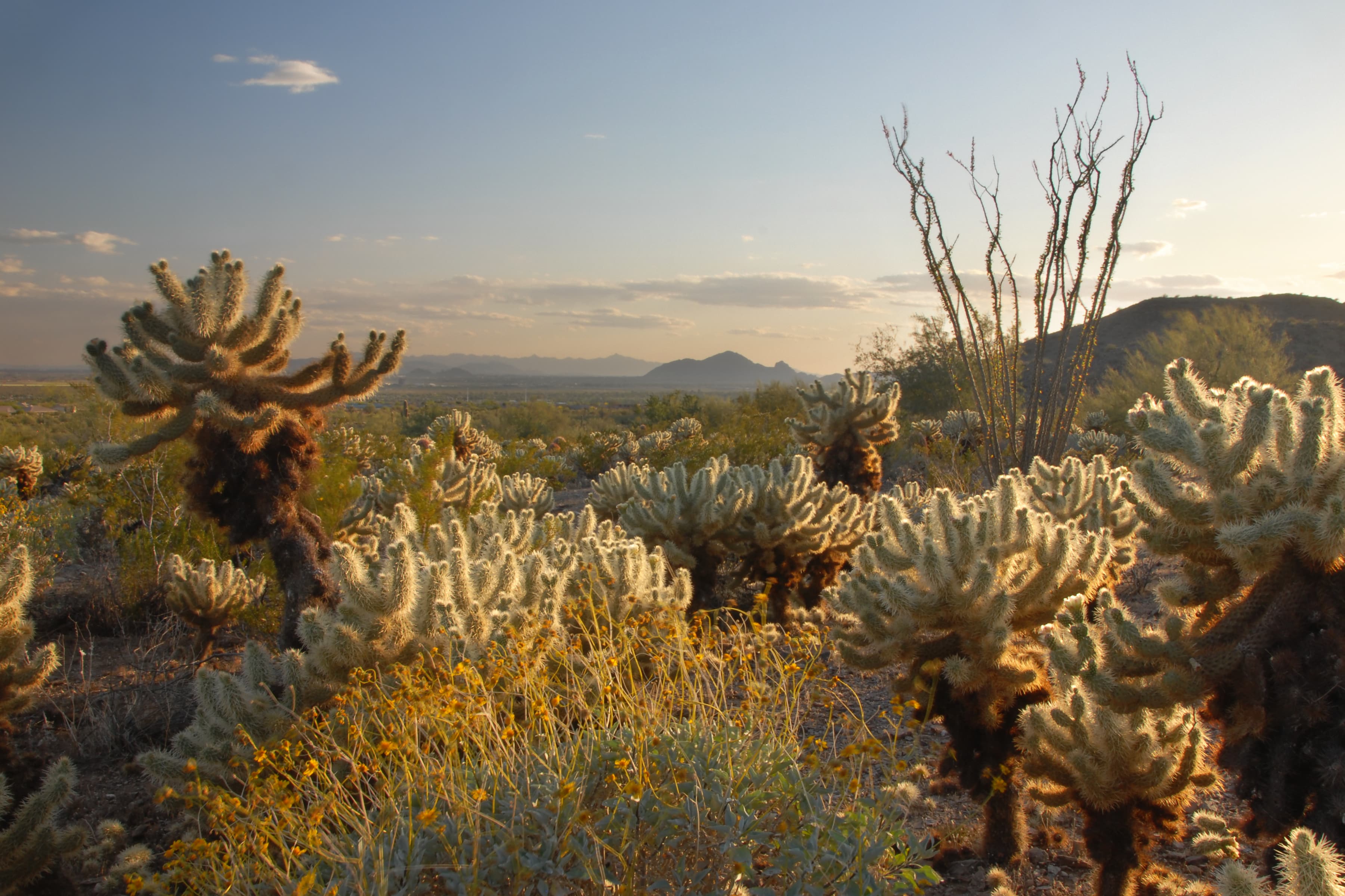 Biophilia Exhibition Guide Gallery 1 | Denver Art Museum