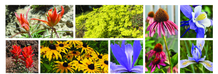 Biophilia Exhibition Guide Gallery 4 | Denver Art Museum