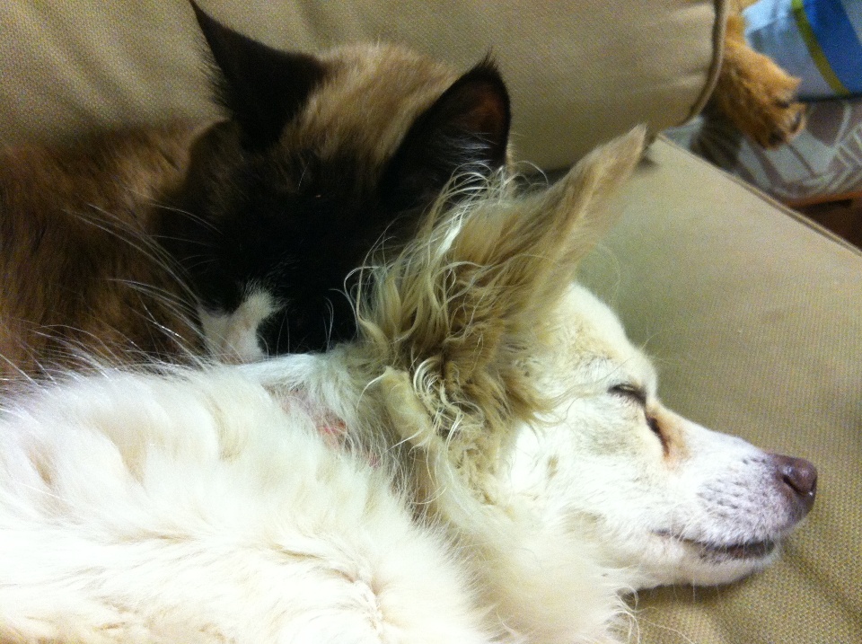 Nick Cave Inspires DAM Staff to Share Pet "Rescues" | Denver Art Museum